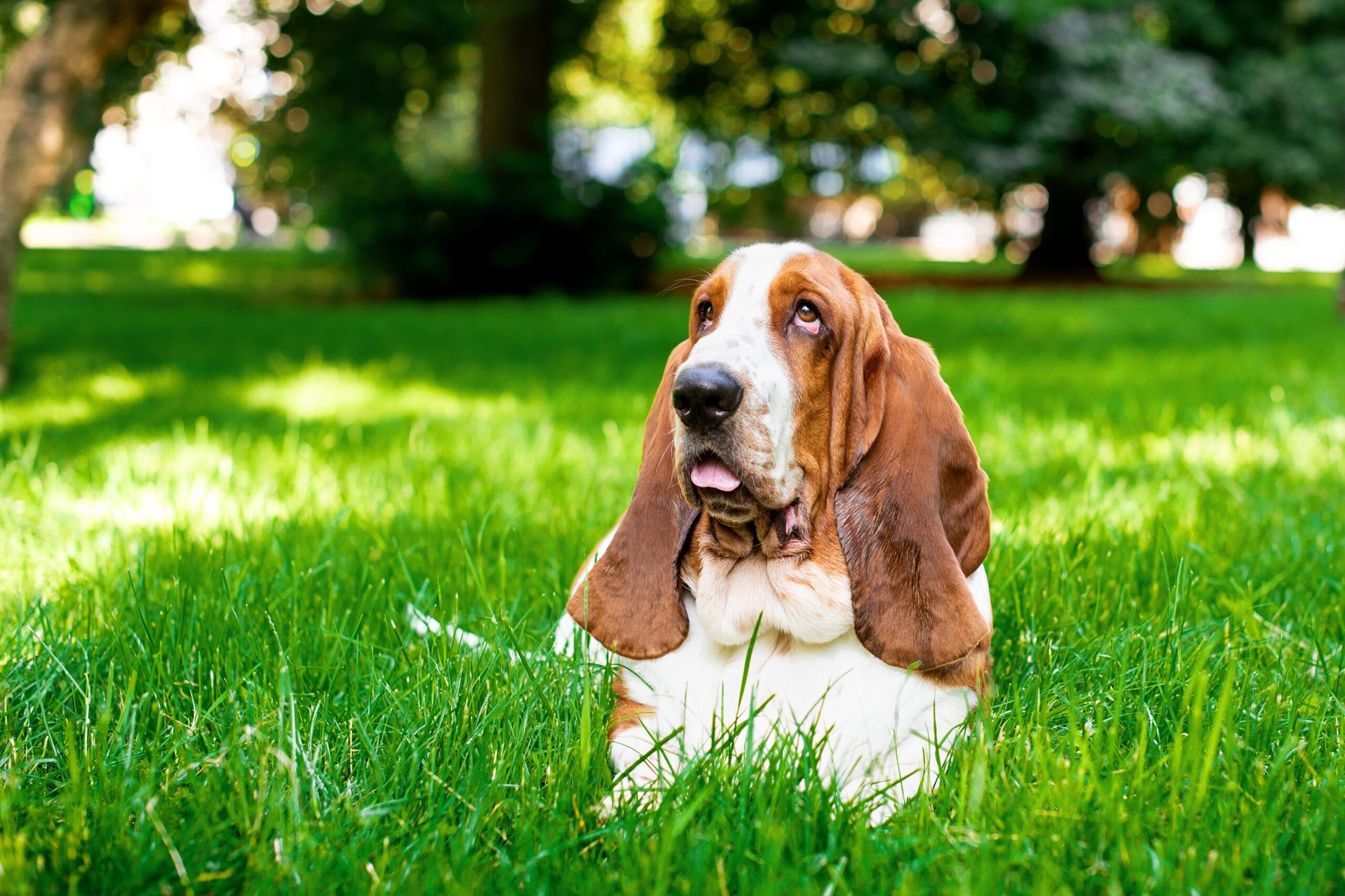 13 Dog Breeds That Are Way Smarter Than They Look