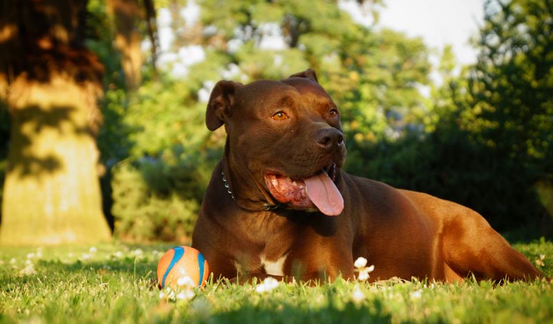10 Misunderstood Dog Breeds That Are Way More Gentle Than Their Reputation