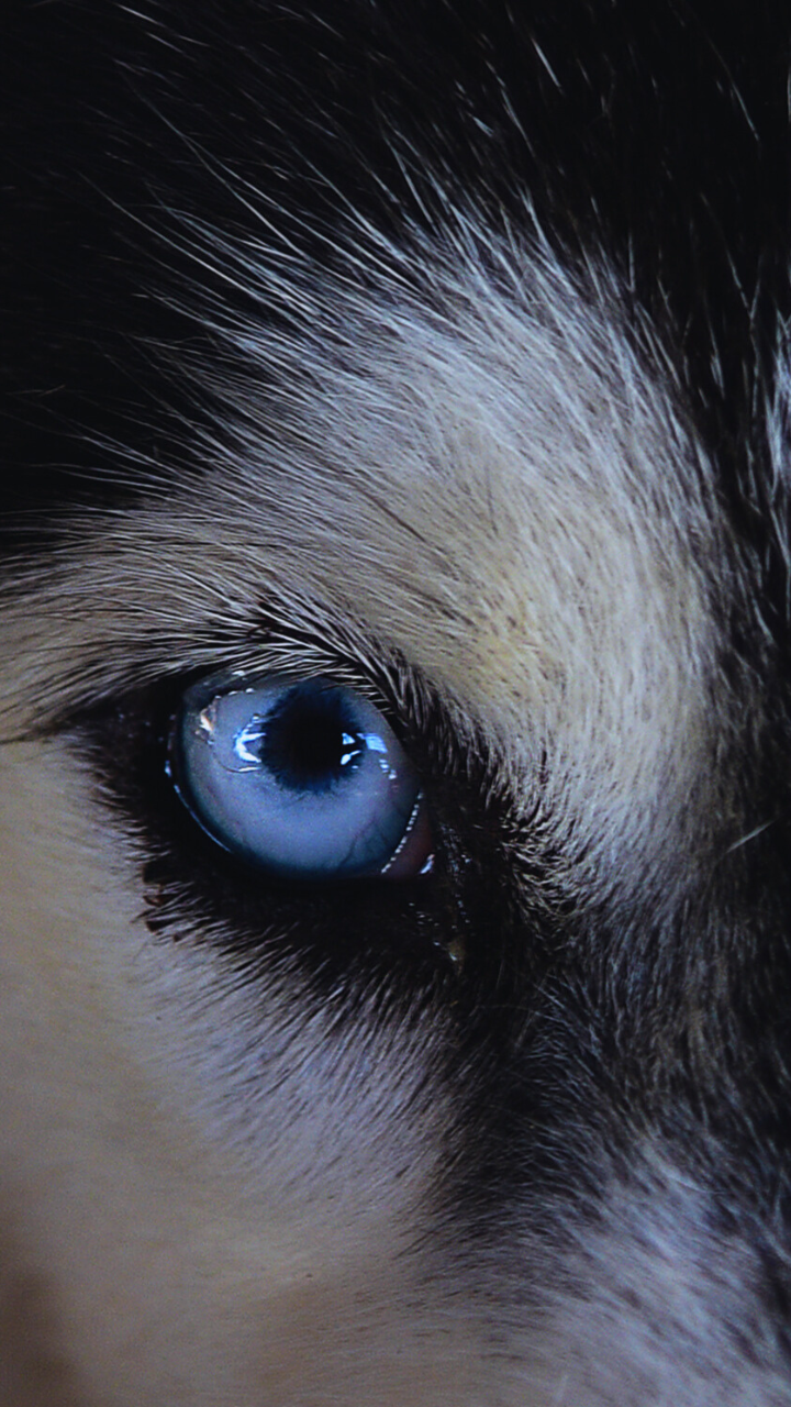 10 animals with mesmerising blue eyes and where to spot them
