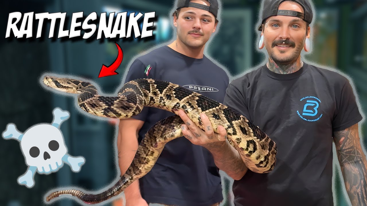 Watch What Happens When Paul Cuffaro Gets Close to Deadly Snakes