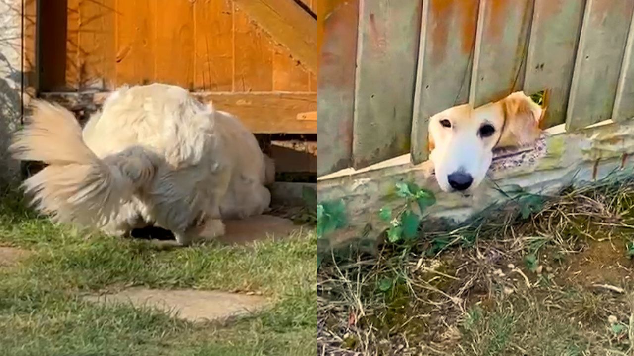 Nosy dog sparks rescue attempts after constantly sticking head through gate
