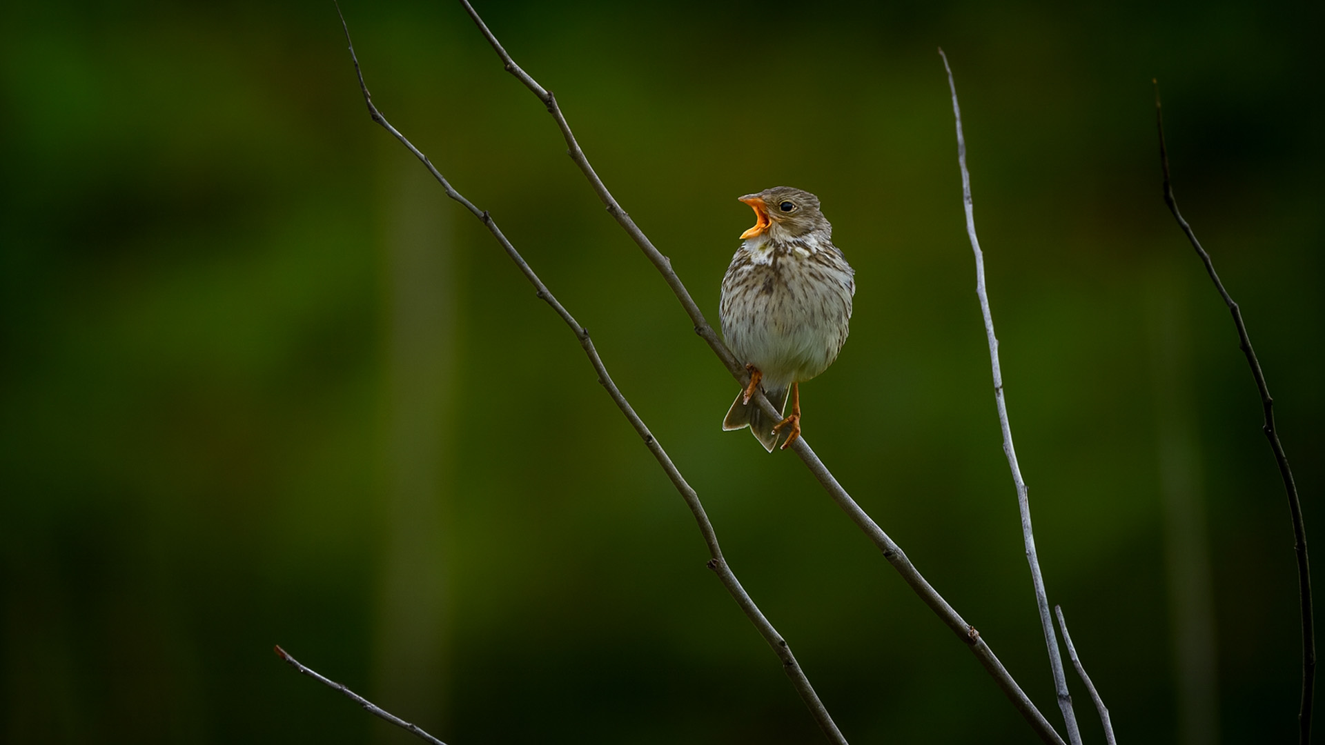 Canto dell'averla comune in natura (Emberiza calandra)