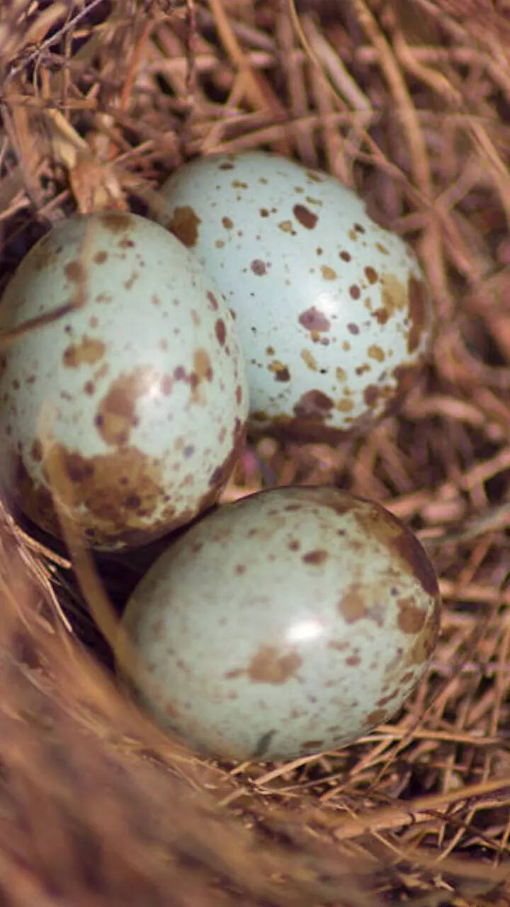From Chicken to Robin: 8 birds that lay beautiful colourful eggs