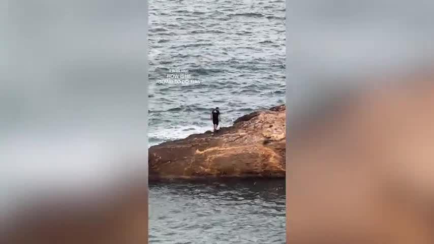Internet Terrified as Dog Jumps Off Boat and Swims to Shore