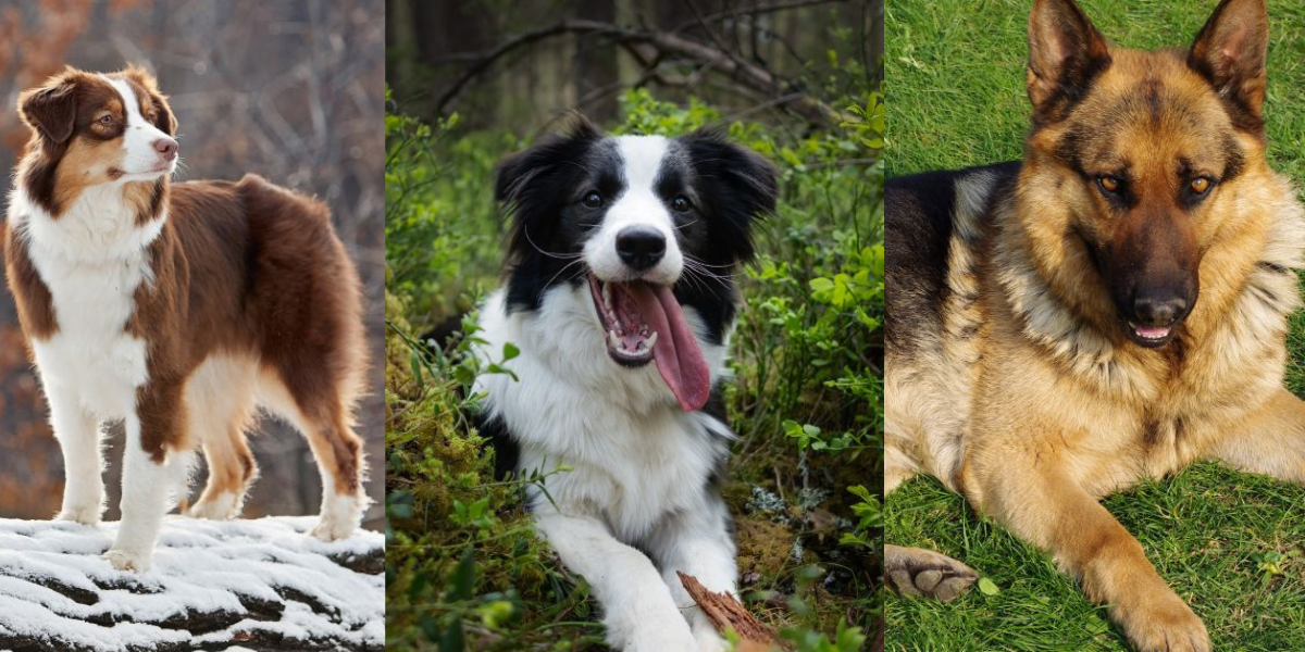 Top 10 Most Athletic Dog Breeds — Ranked from 10 to 1