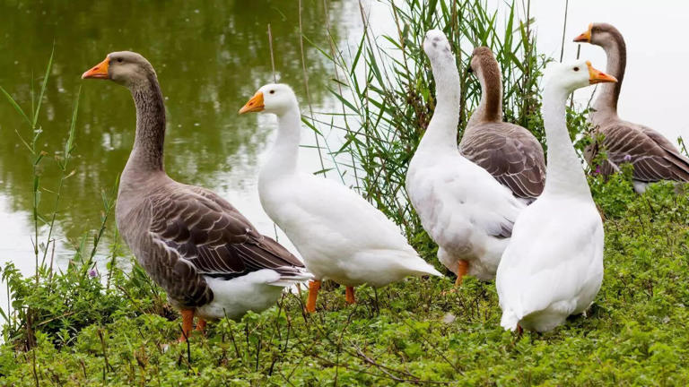 Do birds have teeth? 5 species with tooth-like features