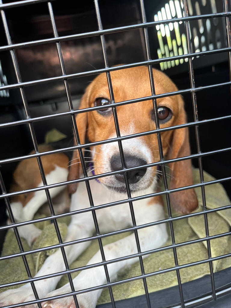 Stop funding cruelty in Pennsylvania and pass the Beagle Bill | Opinion