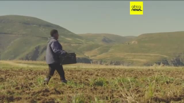 Potato powers transformation in Lesotho’s agriculture sector