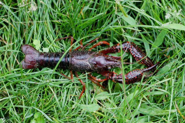 Experts are urging people to hunt these species and eat them: 'It's ...
