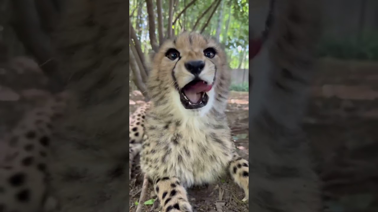 Observe a cute cheetah resting in the warm sun