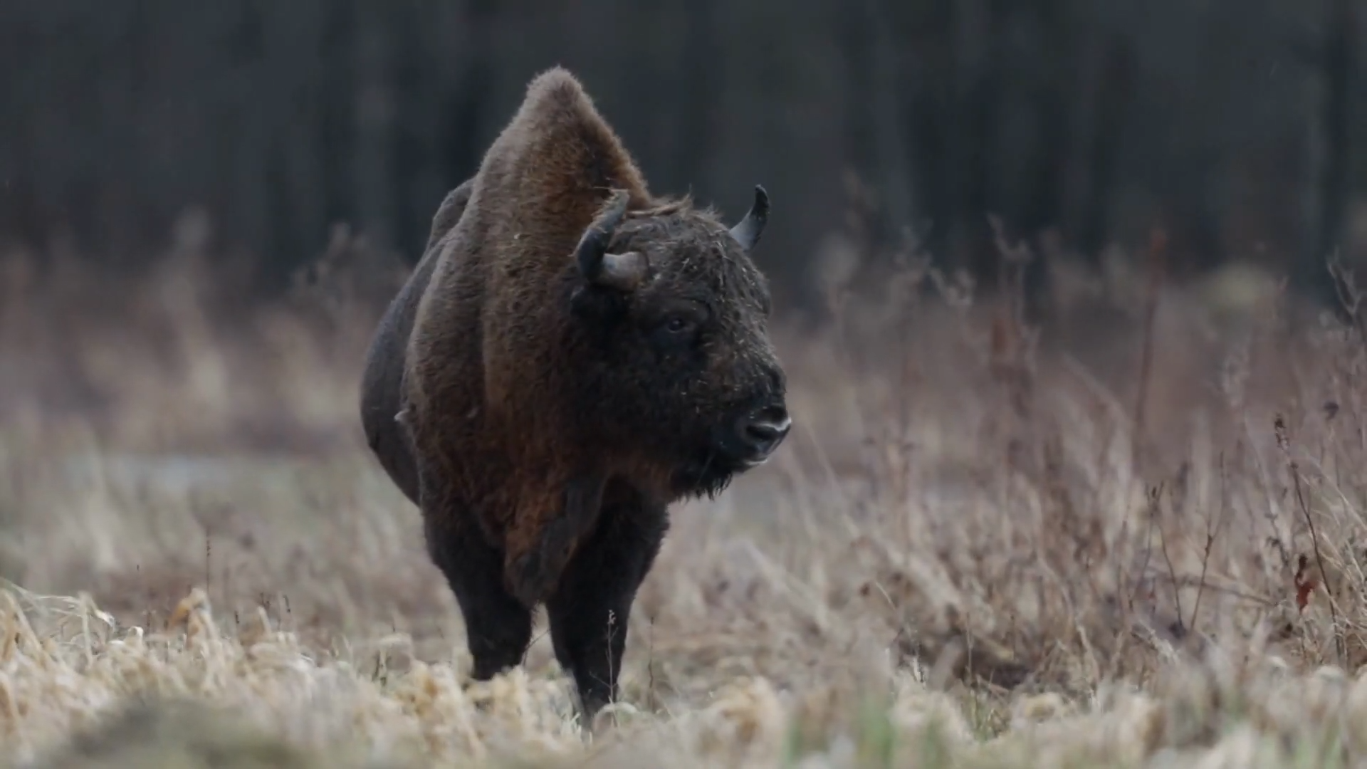 Why bison are back in Britain after 100 years