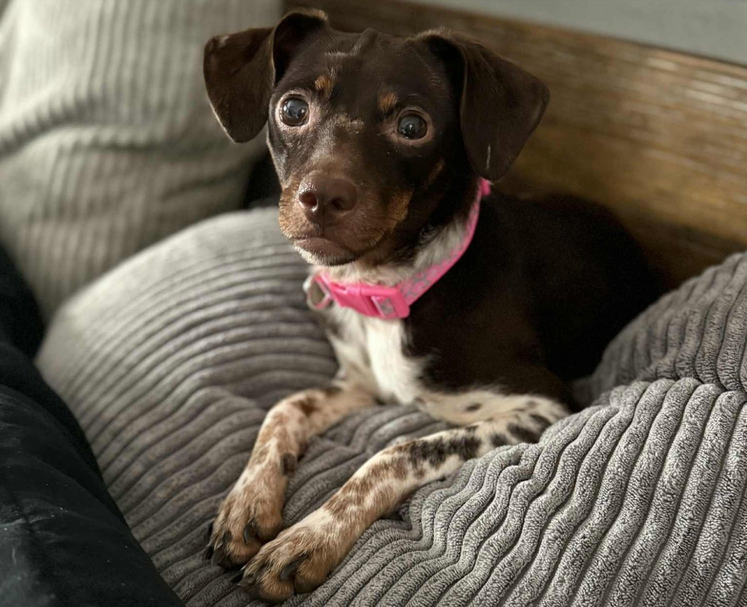 How Stevie Licks, among 100 dogs rescued from a Utah house, found her ...