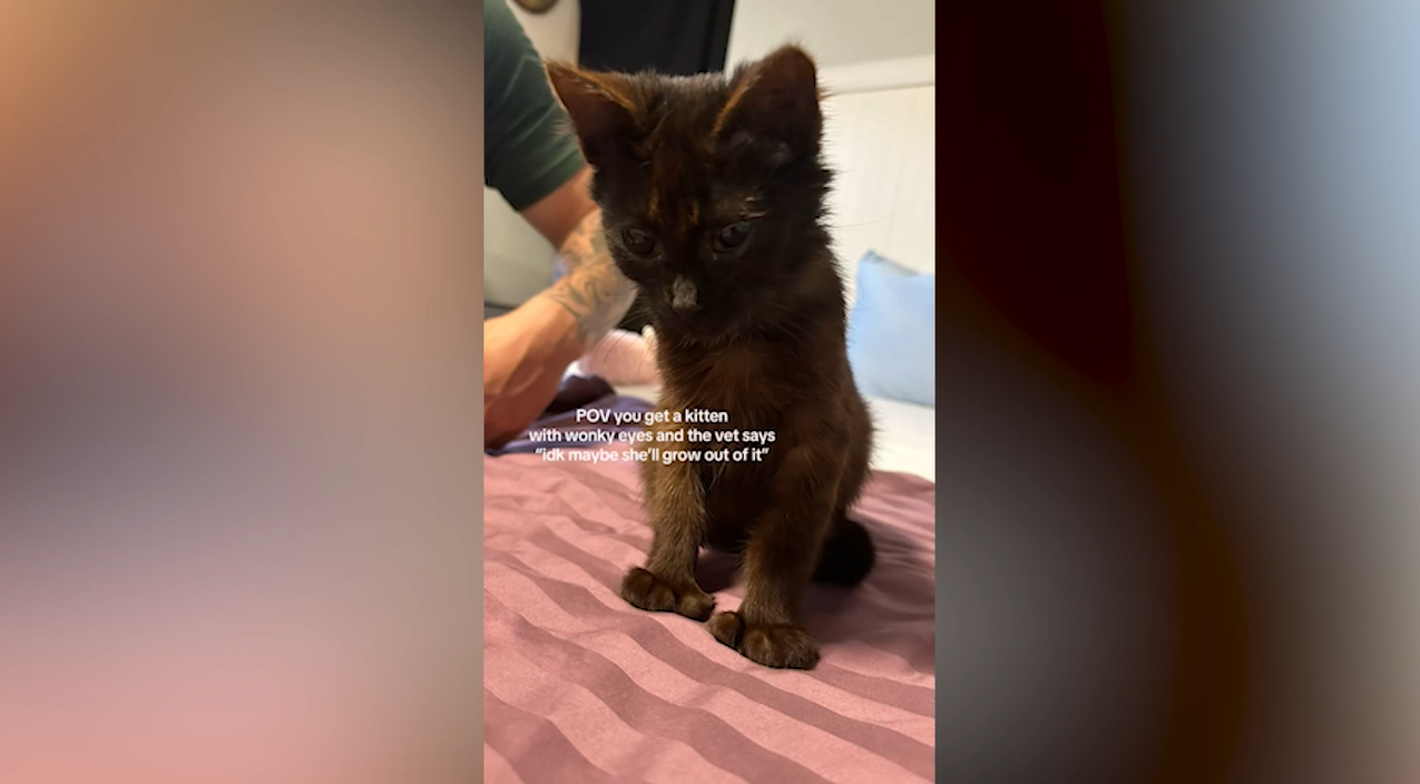 Couple Adopt Kitten, Quickly Realize Something Isn't Quite Right