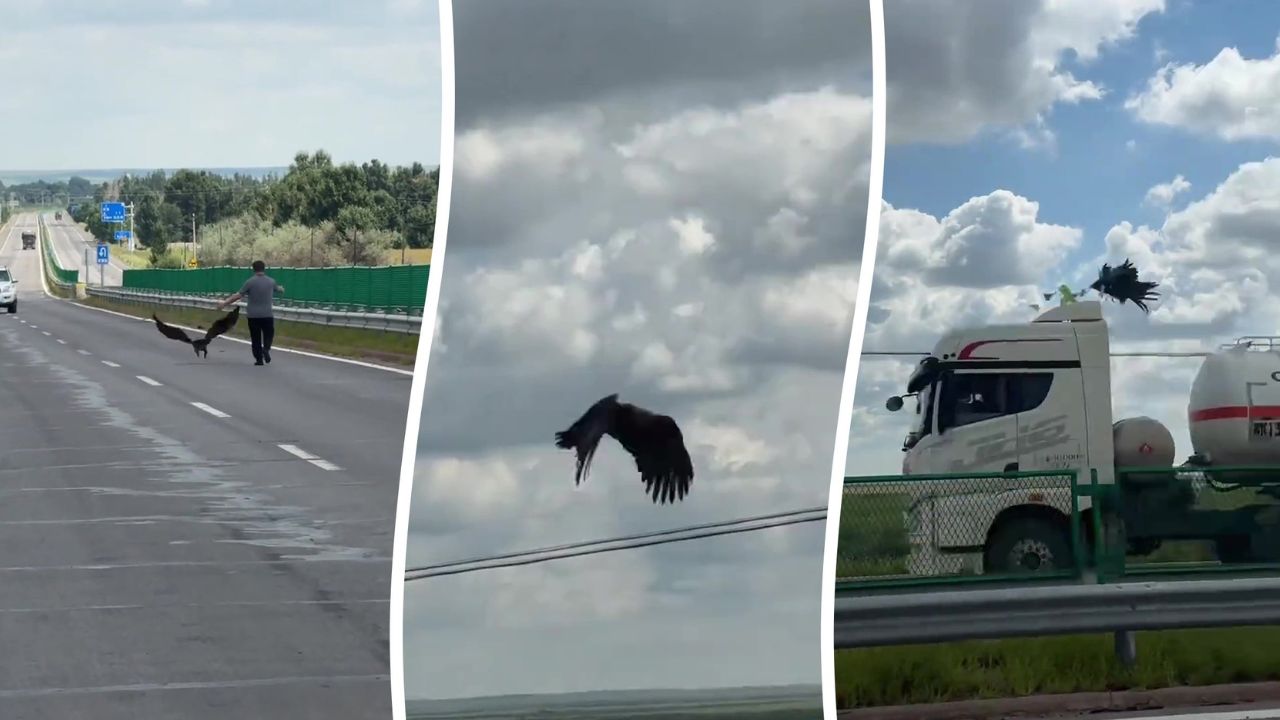 Man urges golden eagle off highway - bird crashes into oil tanker