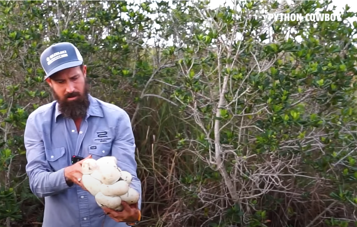 ‘Communal' python nesting site on Florida island had dozens of eggs ...