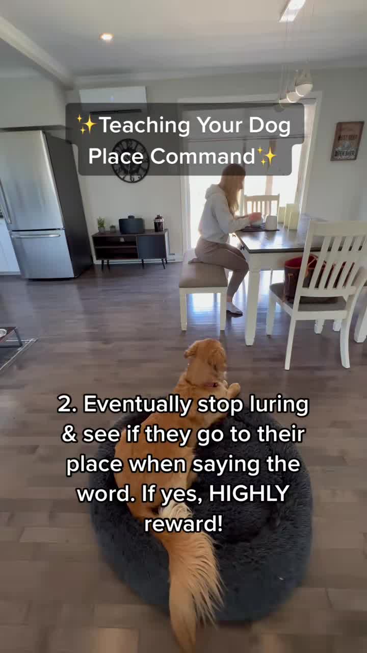 The Most Common Dog Training Question Finally Answered