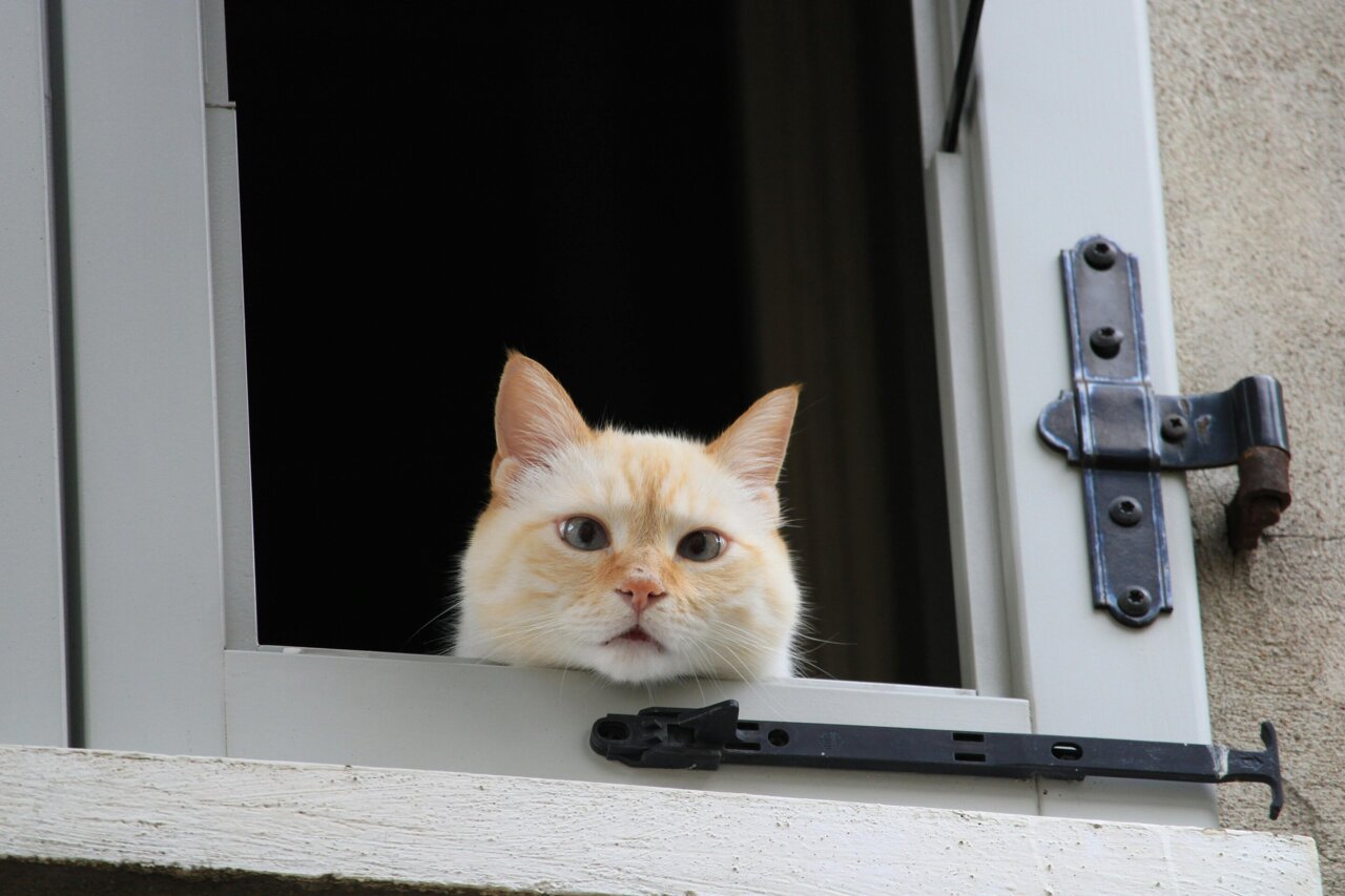 My cat needs to be contained indoors—how do I make sure it stays happy?