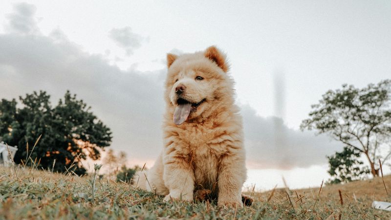 9 Of The Worst Dog Breeds For Families With Children