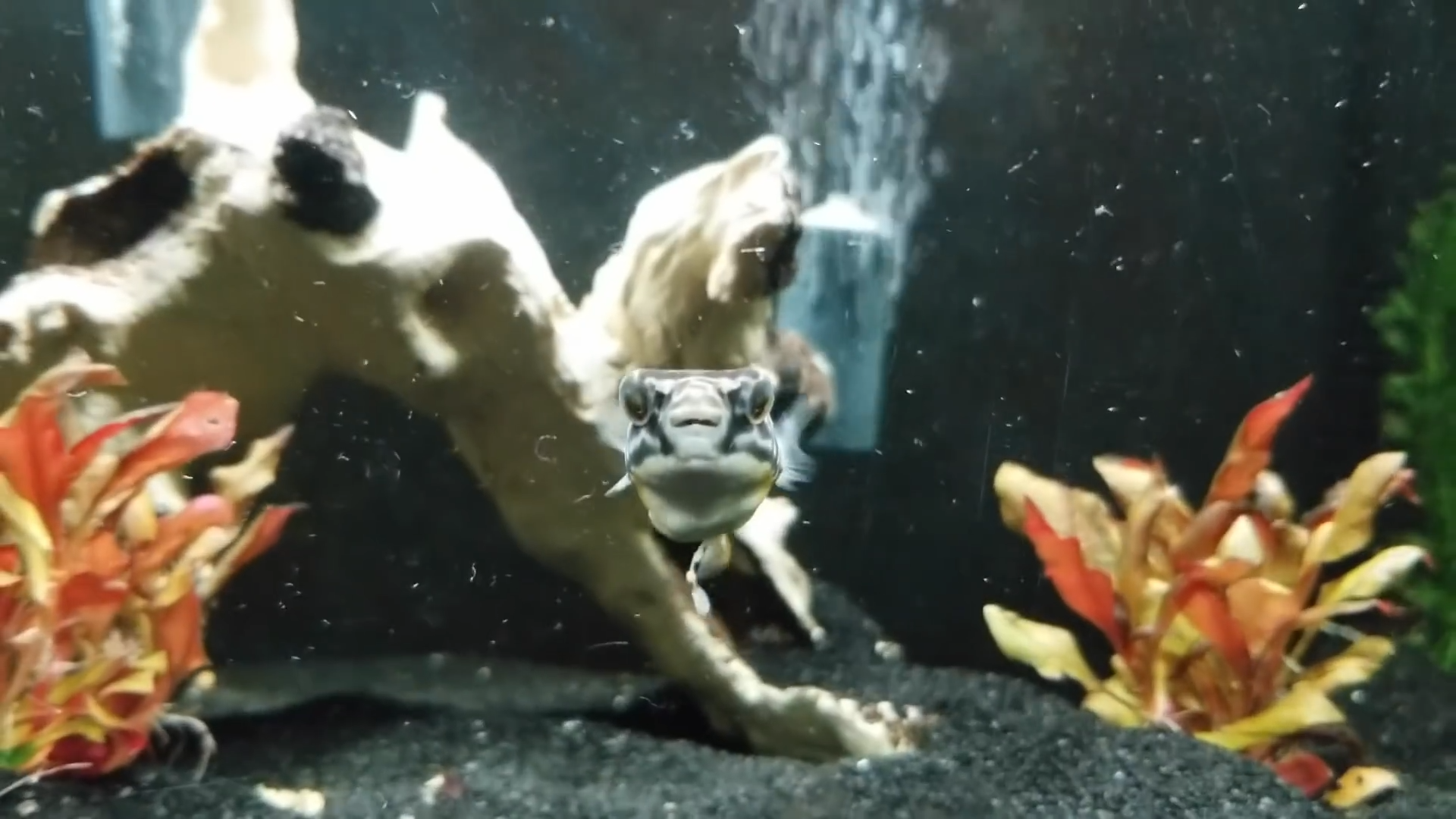 Treating my pufferfish for internal parasites - will it recover?