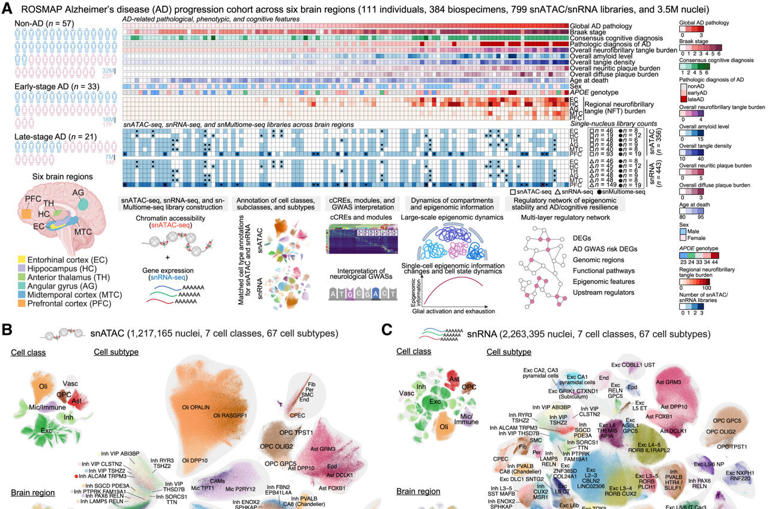 Alzheimer's erodes brain cells' control of gene expression, undermining ...