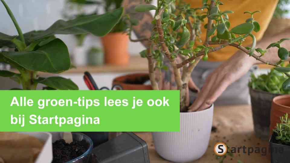 Startpagina.nl dagelijkse groen-tips