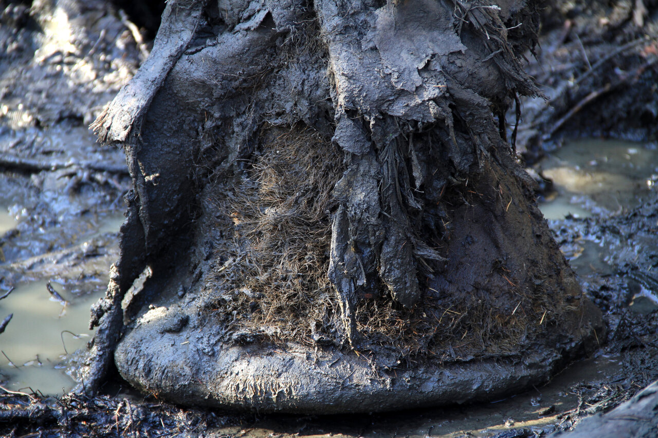 Ancient mammoth remains yield the world's oldest host-associated ...