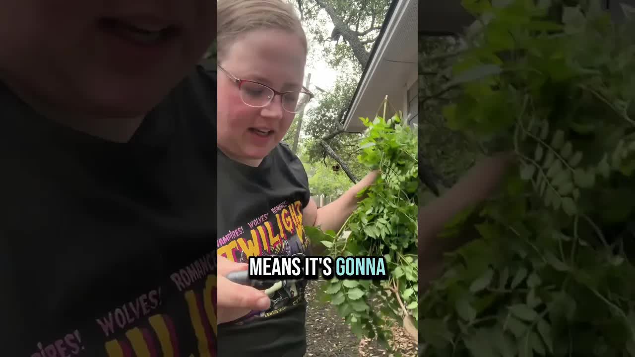 trumpet vines invading a/c unit - homeowner cleanup