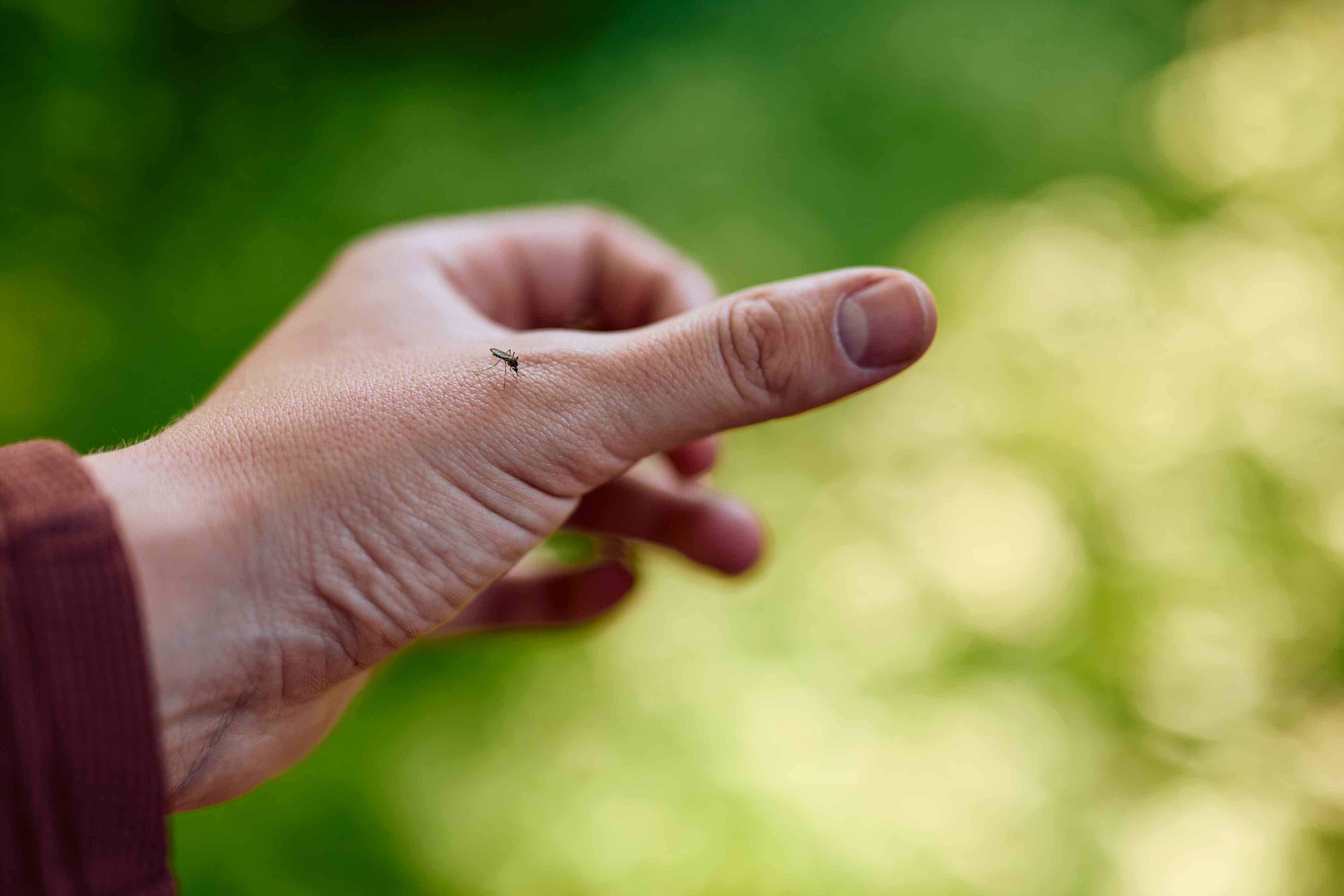 7 Bug Bites That Can Make You Very Sick