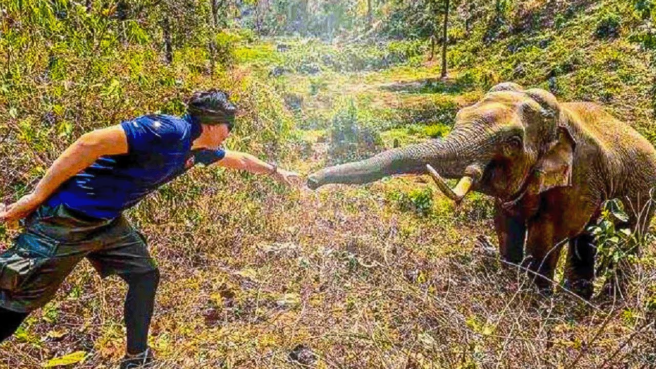 Heartwarming Moment Wild Elephant Recognises The Vet Who Treated Him 12 ...