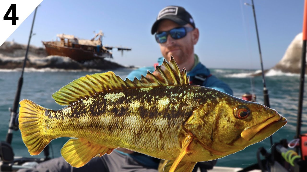 Monster Calico Bass Caught From the Kayak