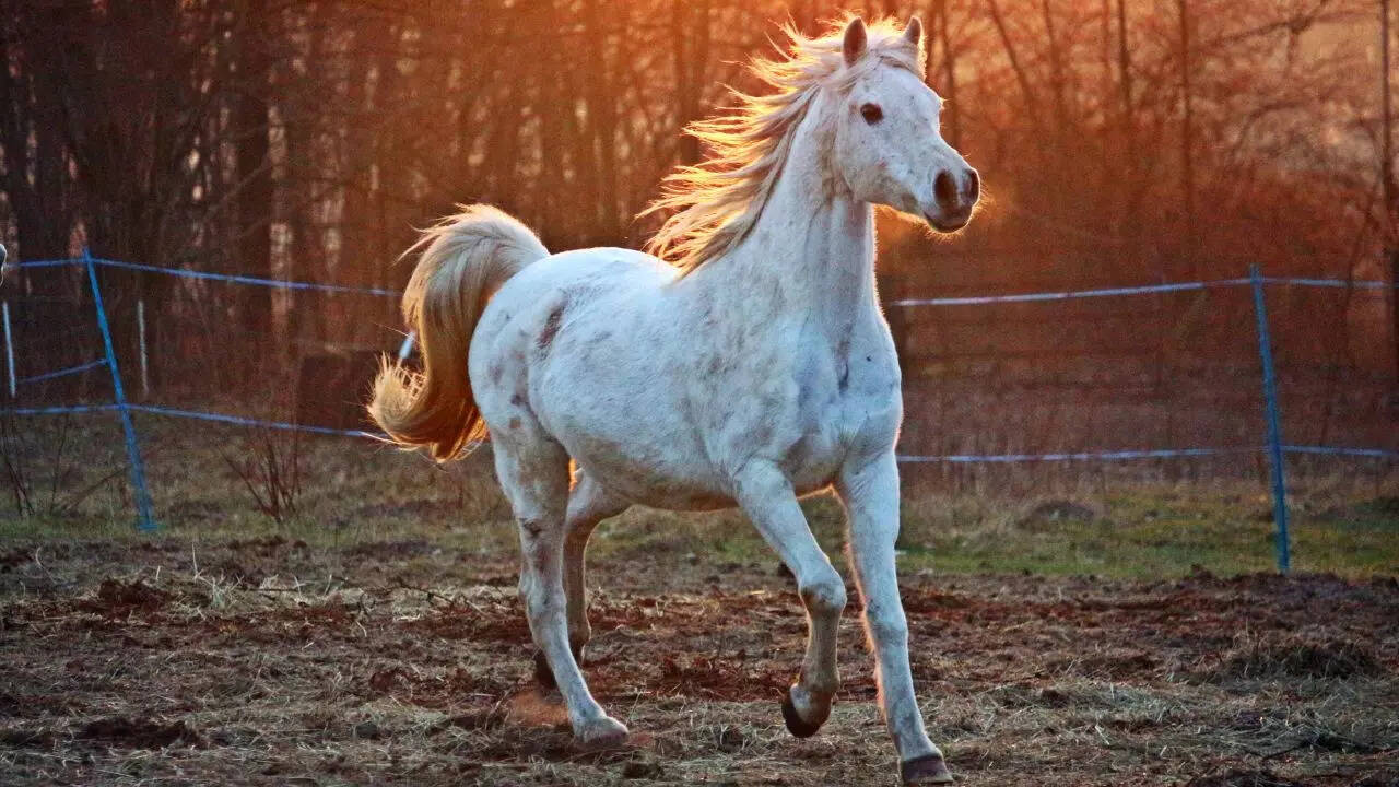 5 lesser-known facts about horses that will change how you see them