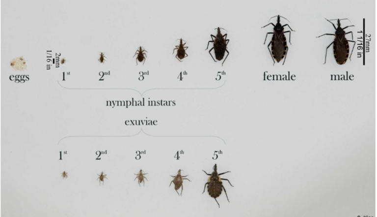 Kissing Bugs Spreading Deadly Chagas Disease In 29 States, Creeping North