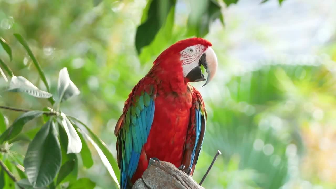 The Macaw: Marvellous Rainbow Plumage in Stunning Close-Up