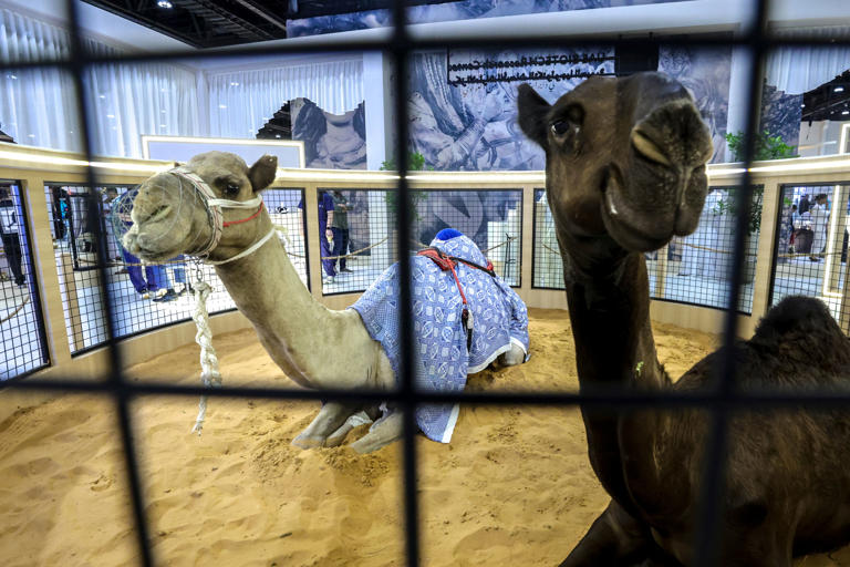 Camel beauty pageant champion lives on after scientists clone 11 calves