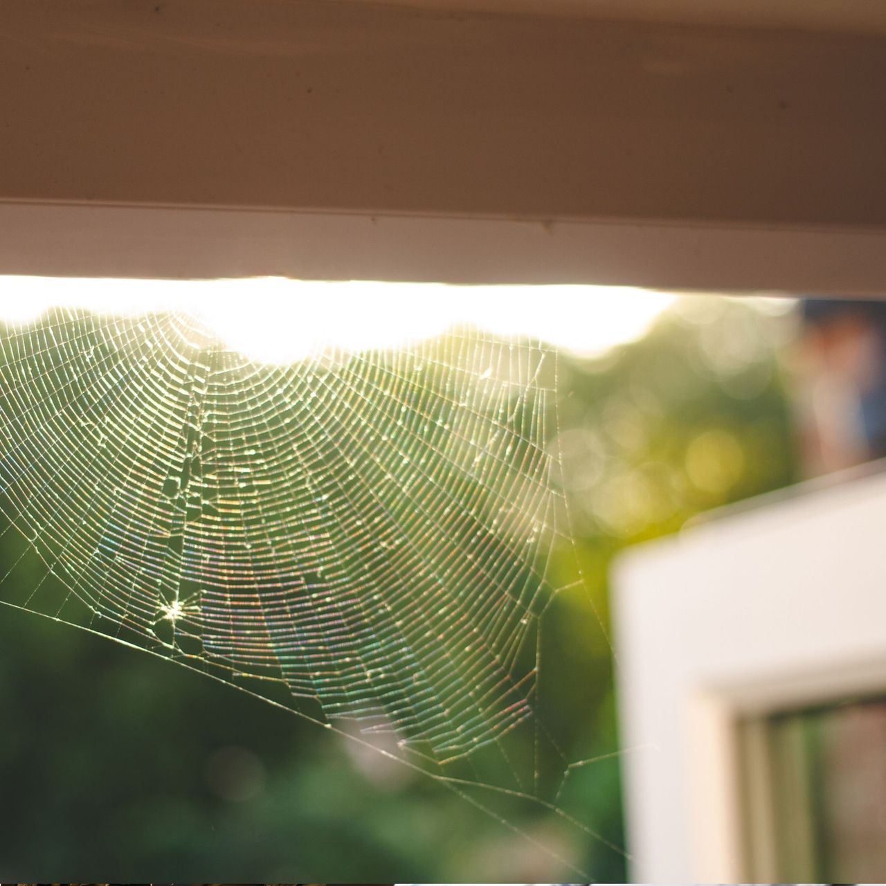 Spiders were covering my windows in webs all year round, until I tried ...