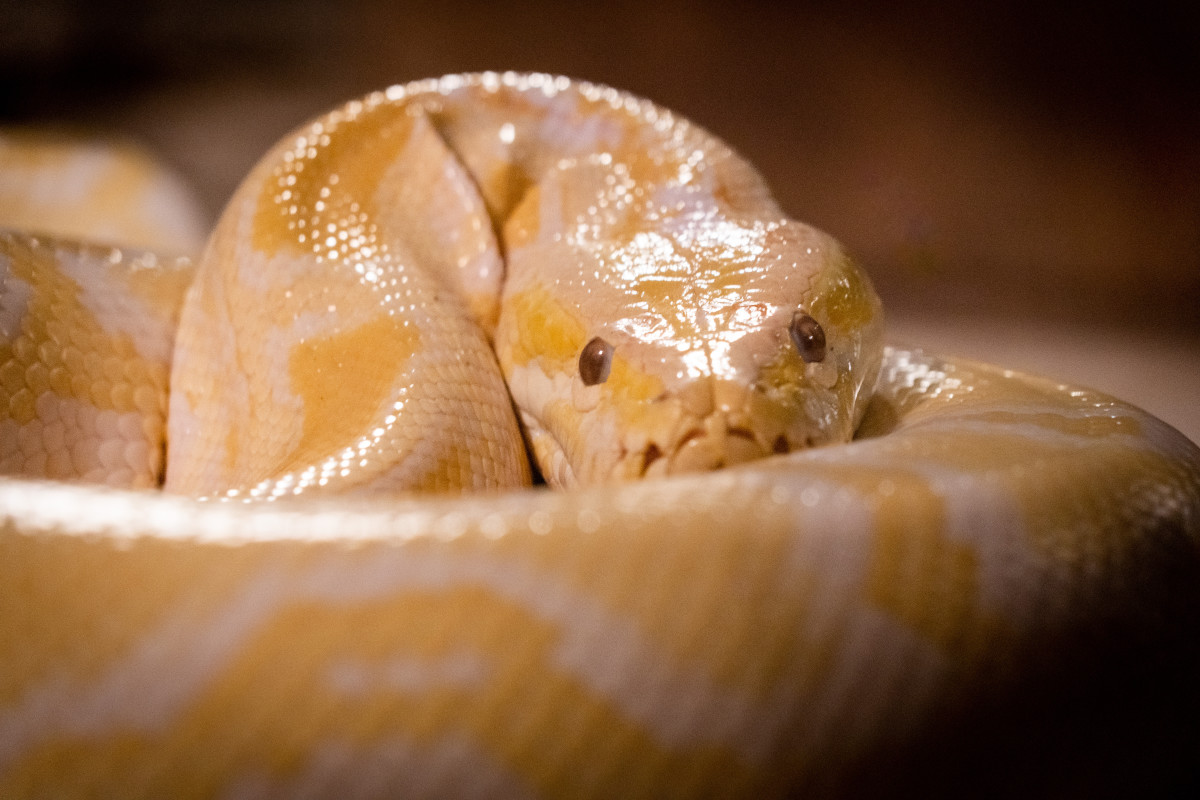 How One State Is Using Robot Rabbits to Tackle Invasive Snakes