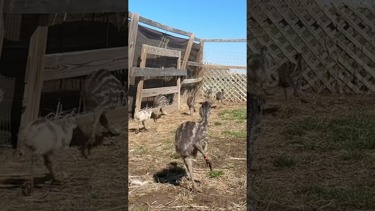 Baby emus meet their match: a wall! 😂