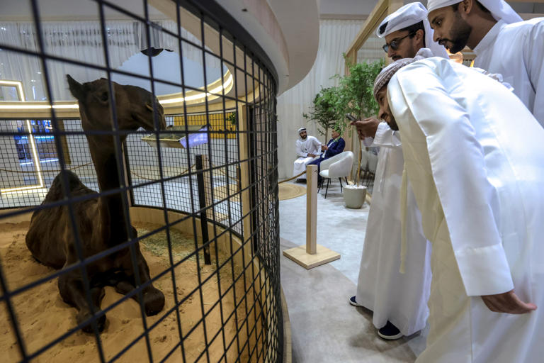 Camel beauty pageant champion lives on after scientists clone 11 calves