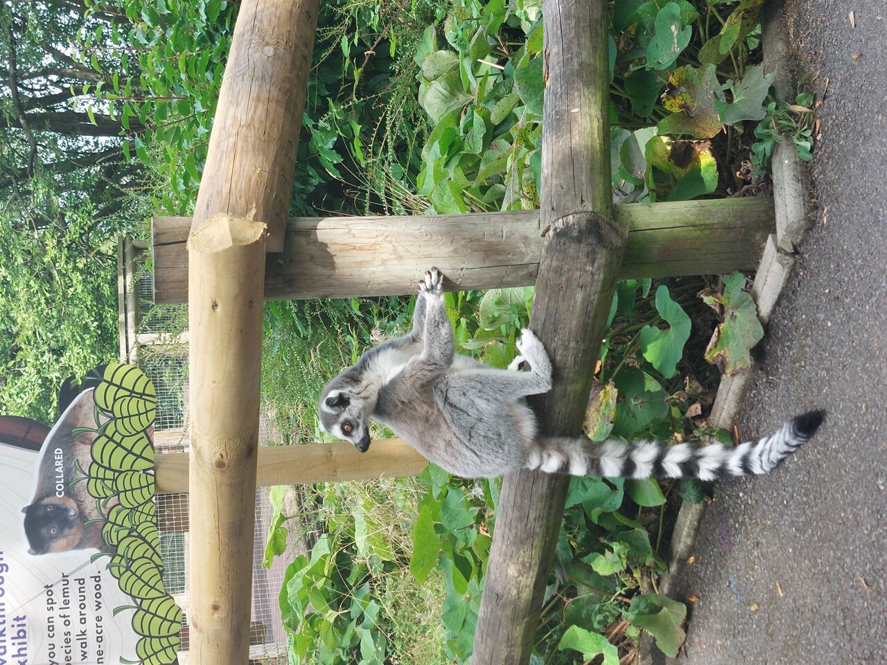 Zoo poo might hold the secrets to new medical treatments