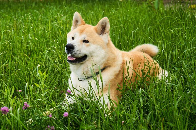 9 Of The Worst Dog Breeds For Families With Children
