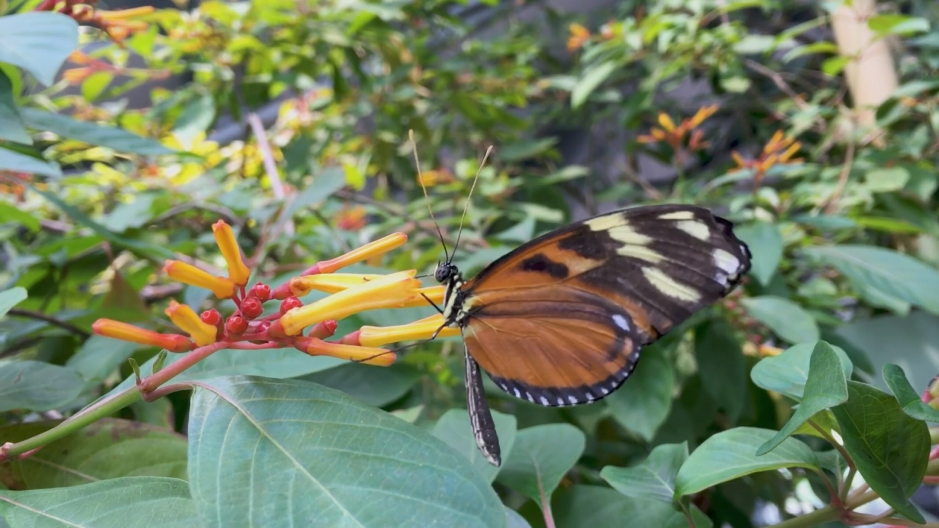 What the decline of insects means for our environment and future