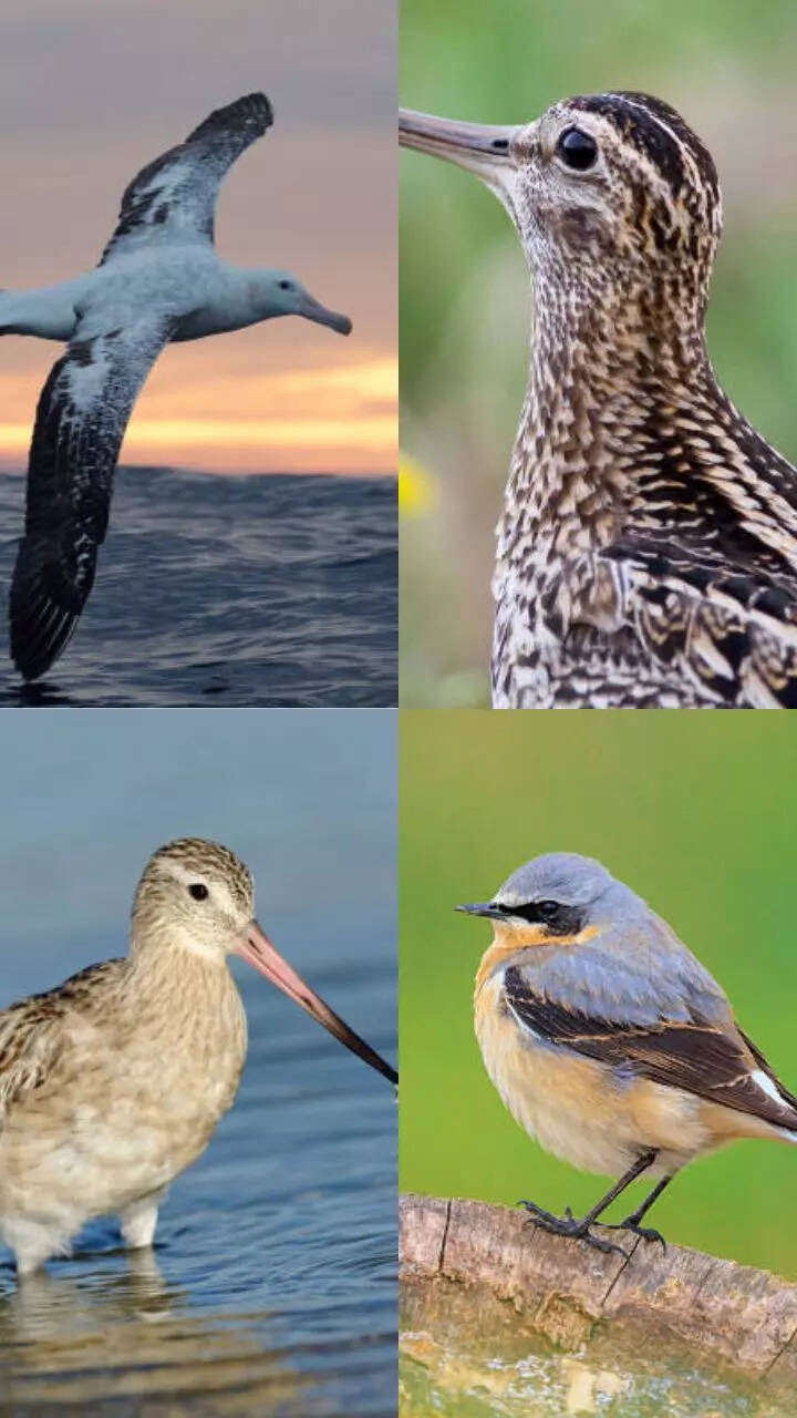 Mid-air nap: 10 Birds that can sleep while flying