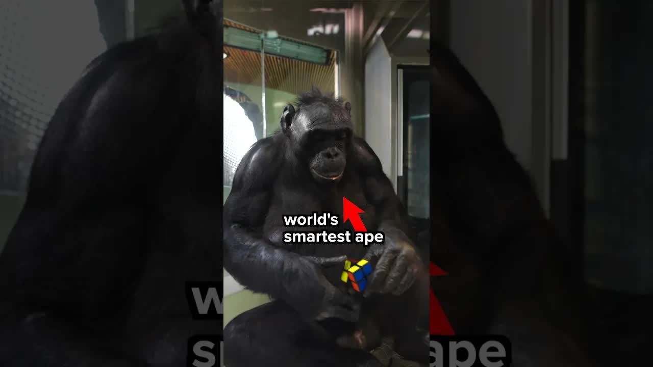 ape solves rubik's cube, taught the world's smartest ape