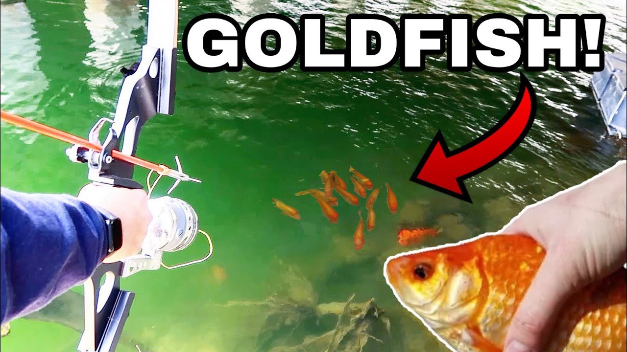 Hunting Invasive Giant Goldfish with Bowfishing Fury