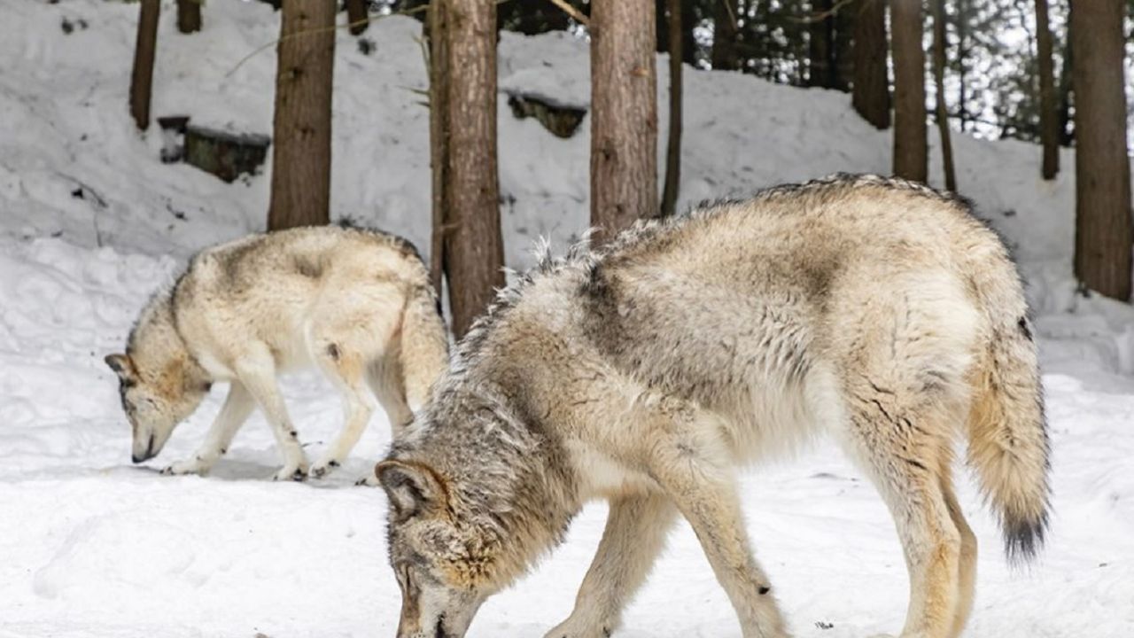 Gracias a la reintroducción de los lobos grises, vuelven a crecer ...