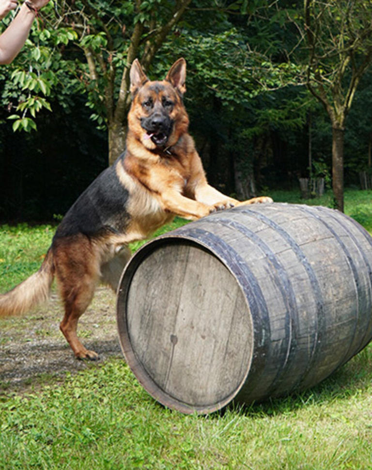 Kommissar Rex: Fass rollen, Waffe schnappen - der ultimative Test mit ...