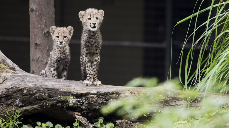 Here's Why It's A Big Deal Every Time A Cheetah Has Cubs In A Zoo