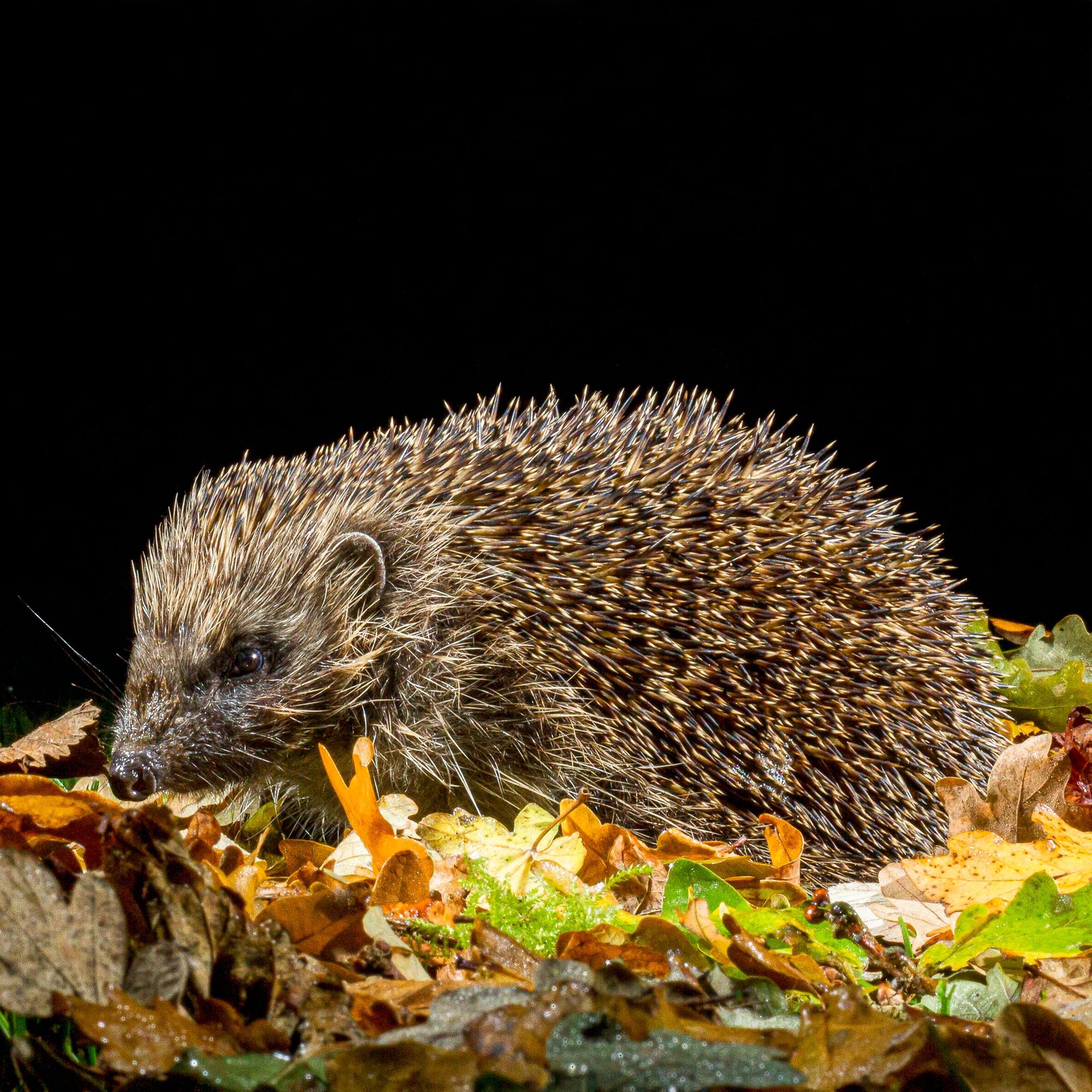 Hedgehoggy News from The British Hedgehog Preservation Society