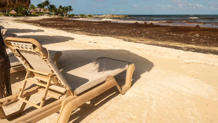 Cozumel Collects 55 Tons of Seaweed From Popular Mexican Beach