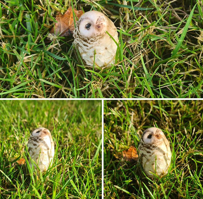 46 Times People Experienced A Serious Case Of Pareidolia And Documented ...
